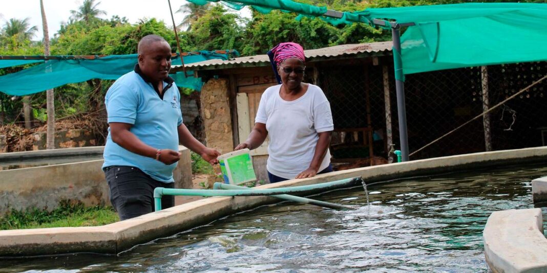 Paul Murage: Graduate Finds Success In Fish Farming, Breeds Ornamental ...