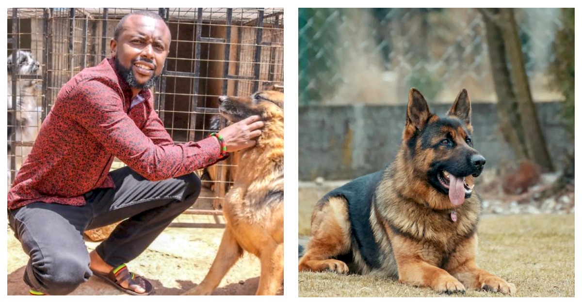 Oscar Ragui: How I Started With Ksh 40,000 German Shepherd And Ended Up ...
