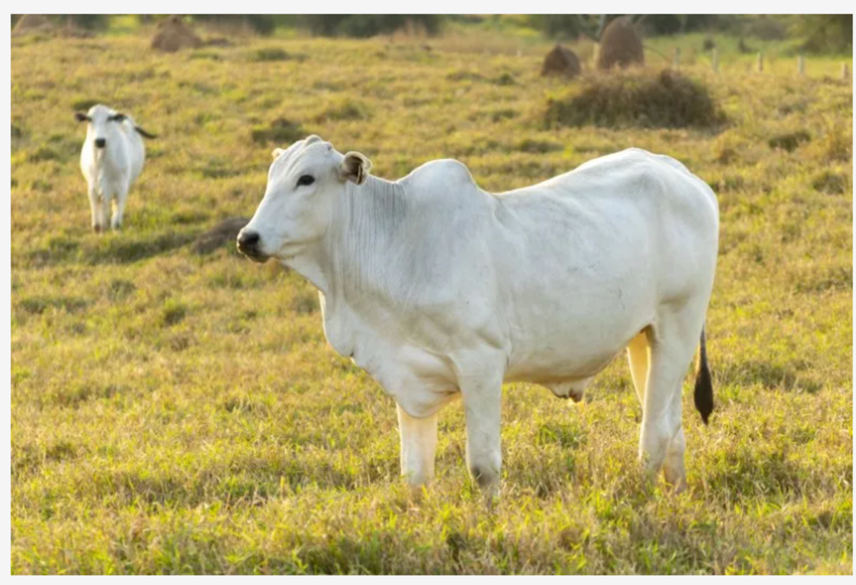 Viatina 19-FIV: The Most Expensive Cow In The World - whownskenya