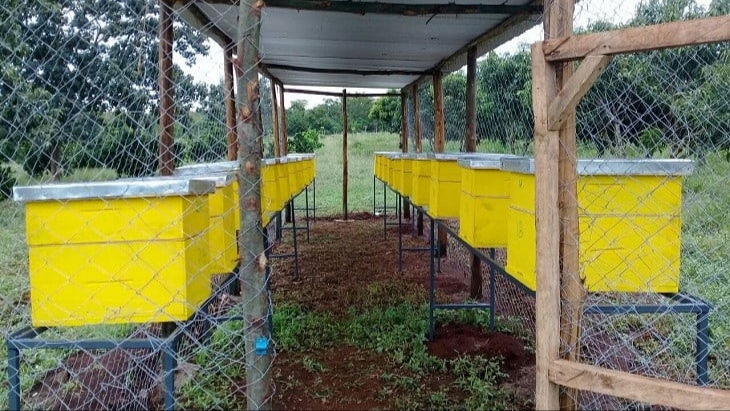 Beekeeping: How Farmers Can Make Millions from Bee Venom - whownskenya