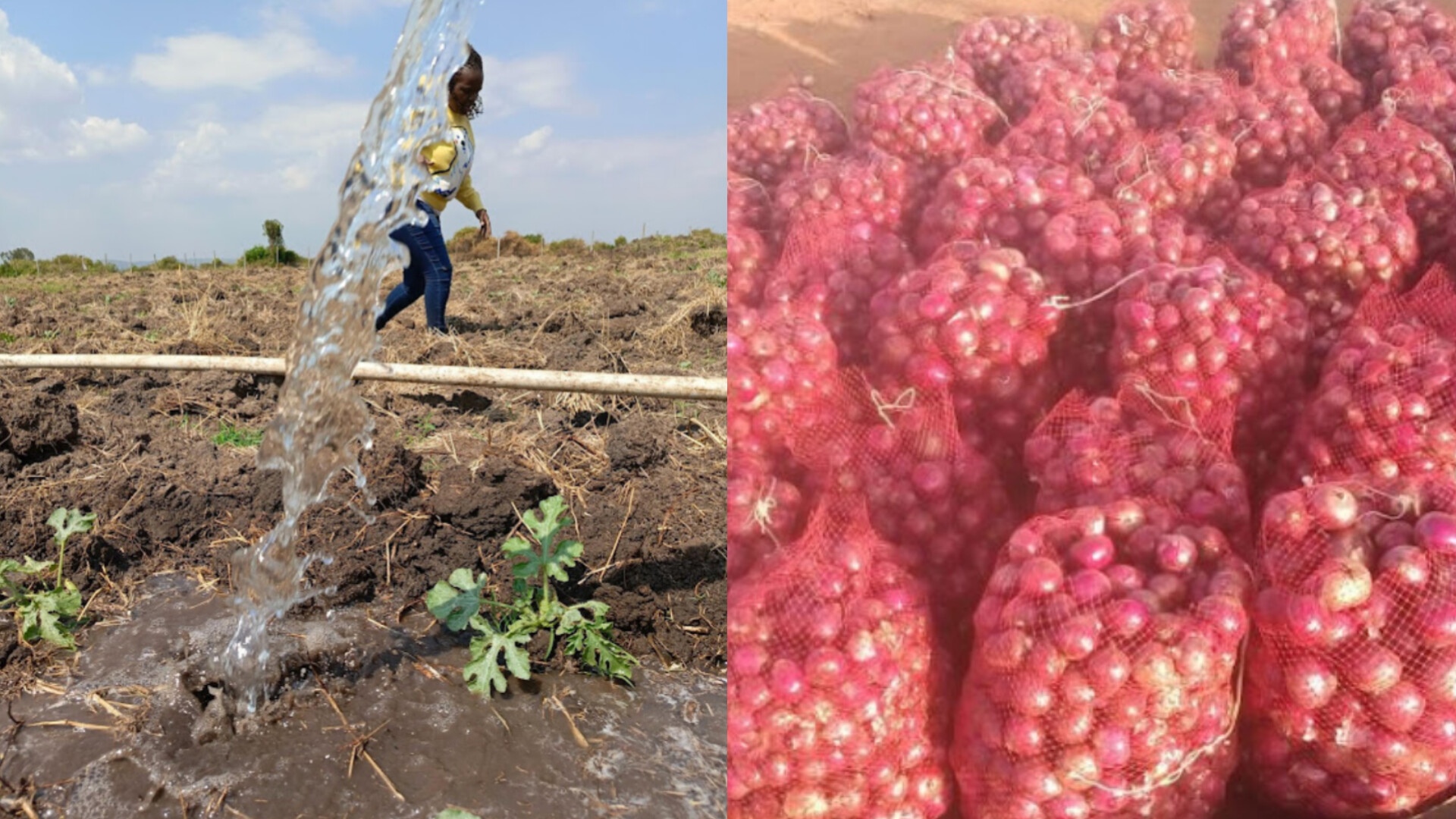 Emma Onyango: HR Consultant Cashing In From Watermelon, Onion Farming ...