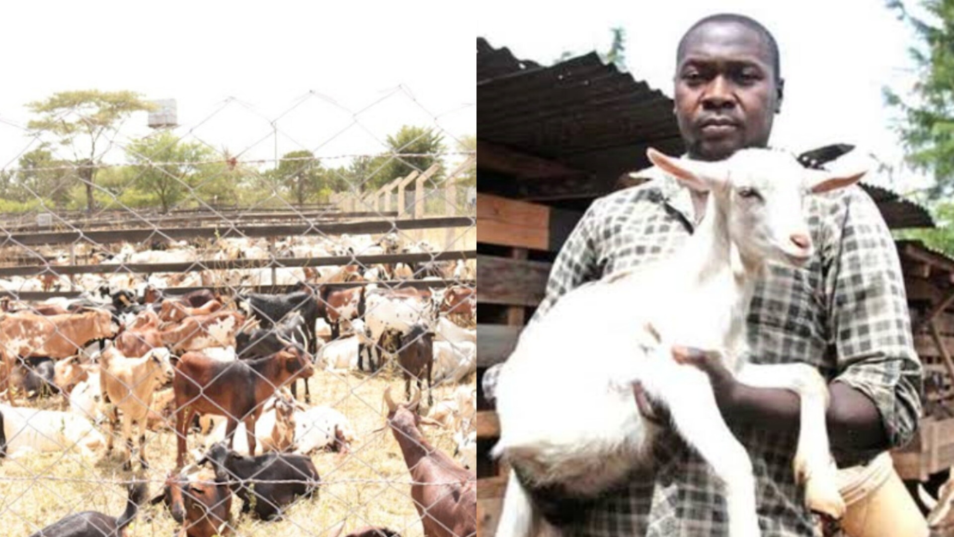 Bildad Rotich: Nakuru Farmer Finds Success in Goat Keeping After ...